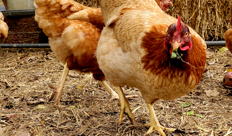 Egg Layers – Reich's Poultry