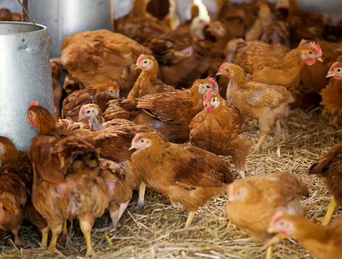Freedom Ranger – Reich's Poultry