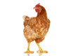 Freedom Ranger – Reich's Poultry