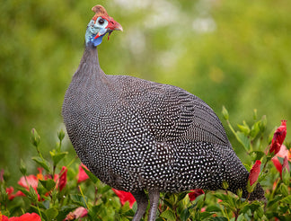 French Guineas – Reich's Poultry