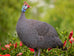 French Guineas – Reich's Poultry