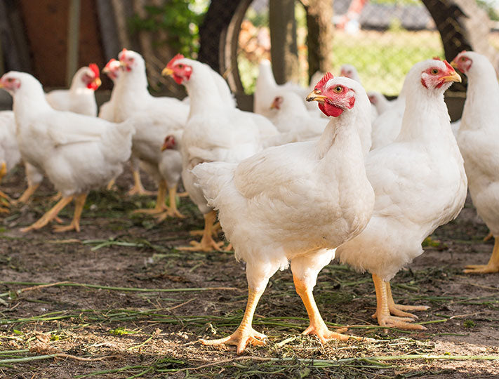 Cornish – Reich's Poultry