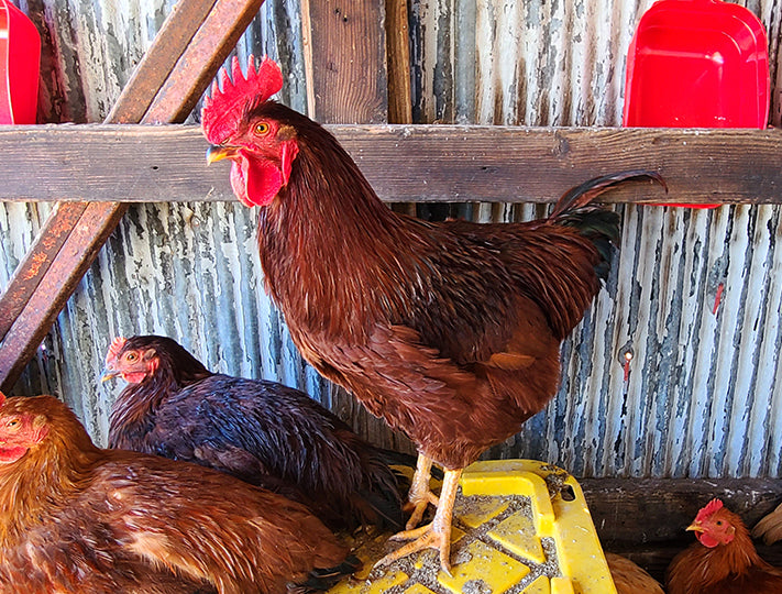 Rhode Island Red – Reich's Poultry