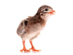 French Guineas – Reich's Poultry
