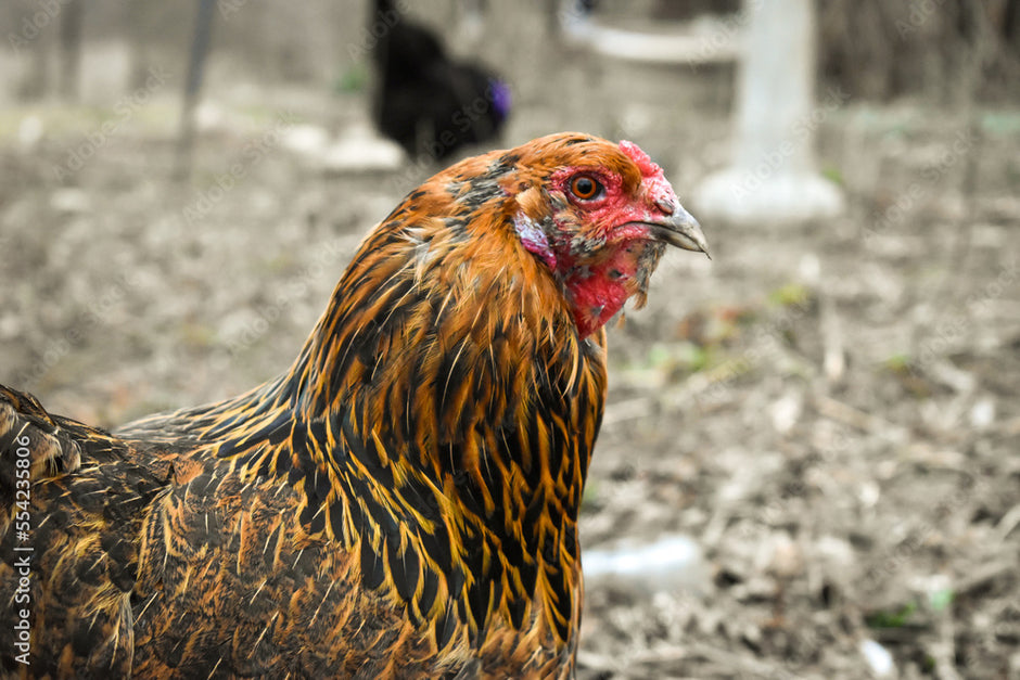 Reich's Poultry – Reich's Poultry