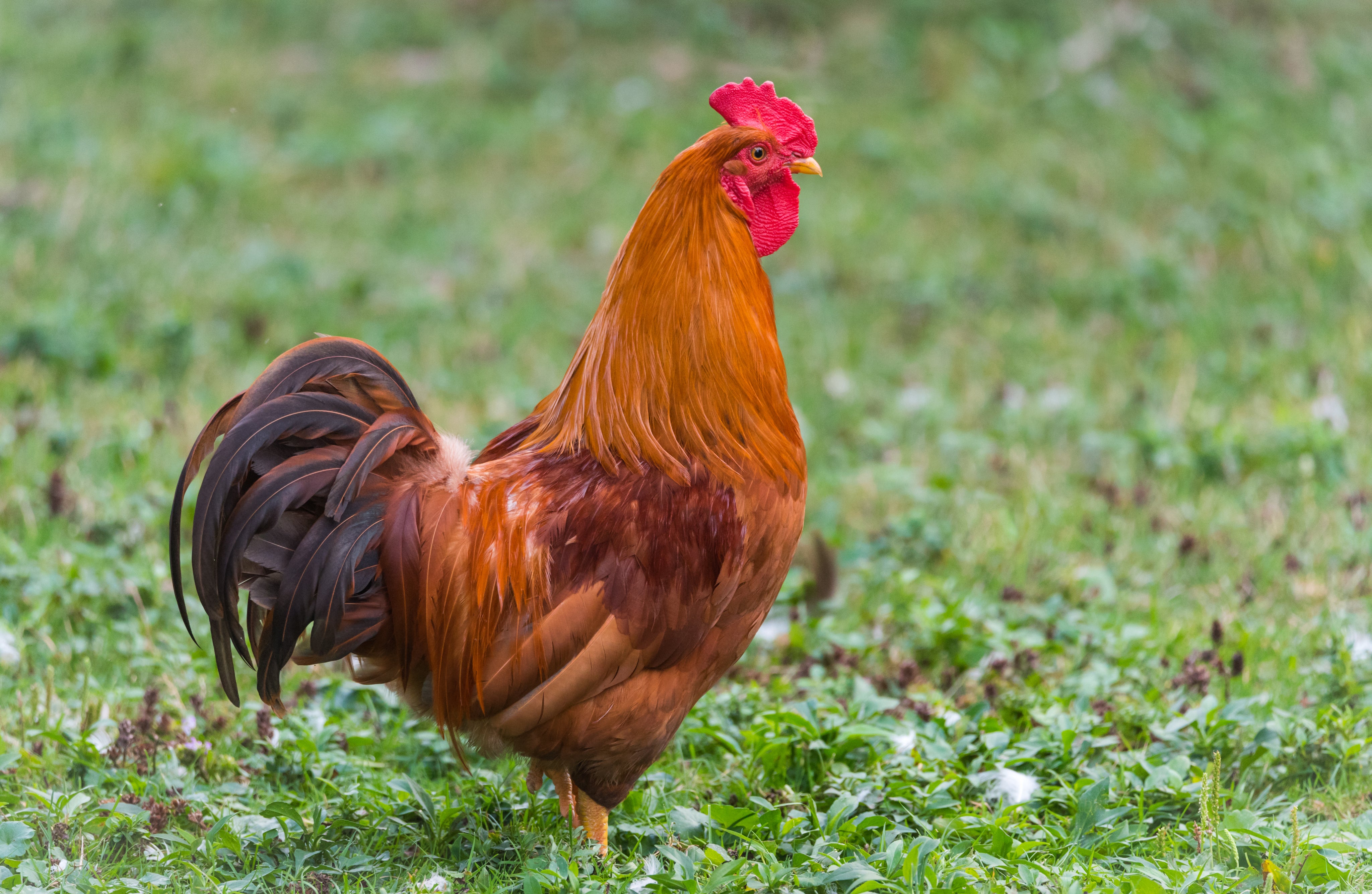 Rhode Island Red – Reich's Poultry